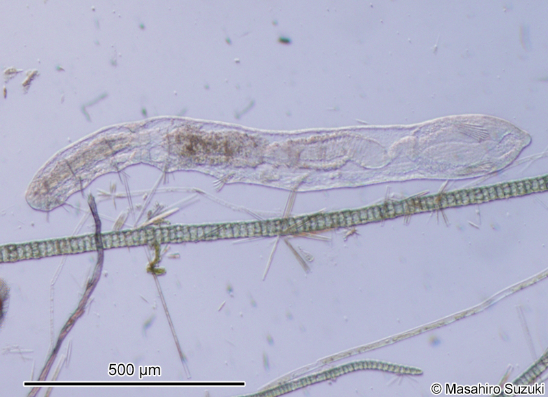 ミズミミズ属の1種 Nais sp.