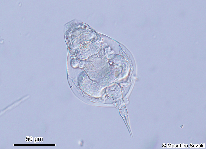ウサギワムシ属の1種 Lepadella sp.