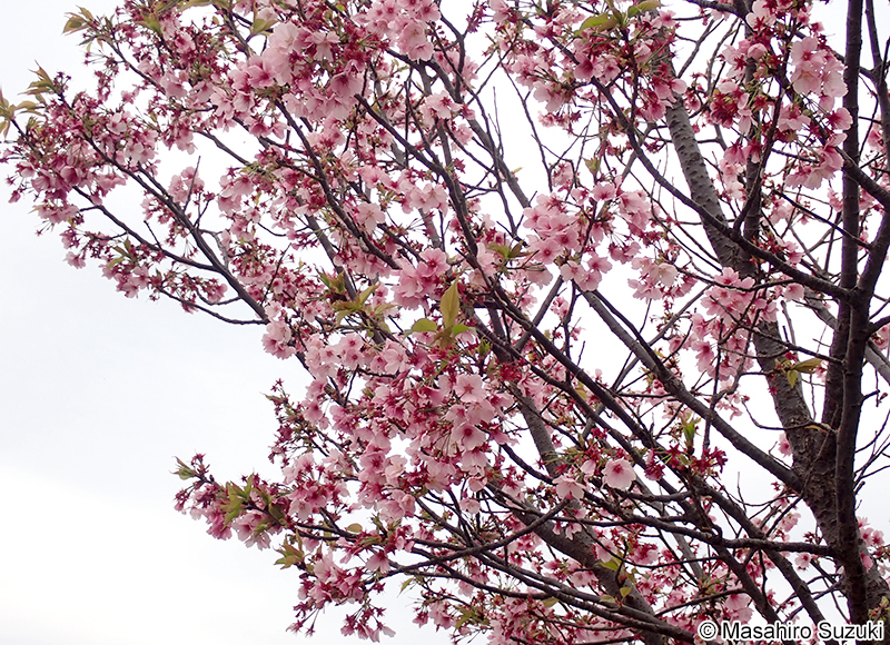 ヨウコウ Cerasus sp. 'Yoko'