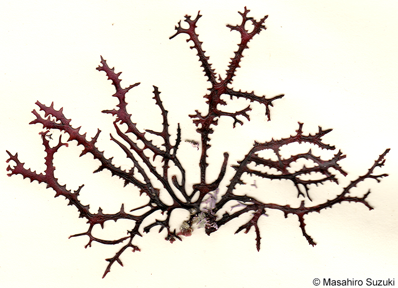 トゲキリンサイ Eucheuma perplexum