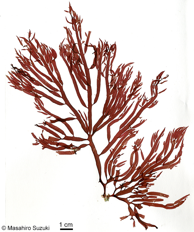 ミリン Solieria pacifica