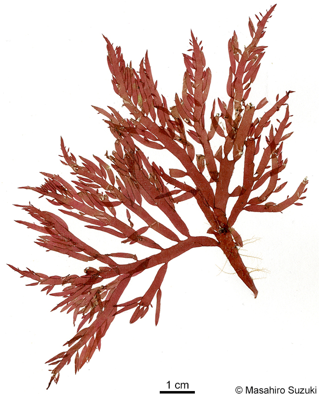 ミリン Solieria pacifica