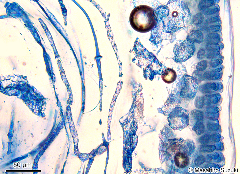 ベニホソバミリン Solieria yoshidae
