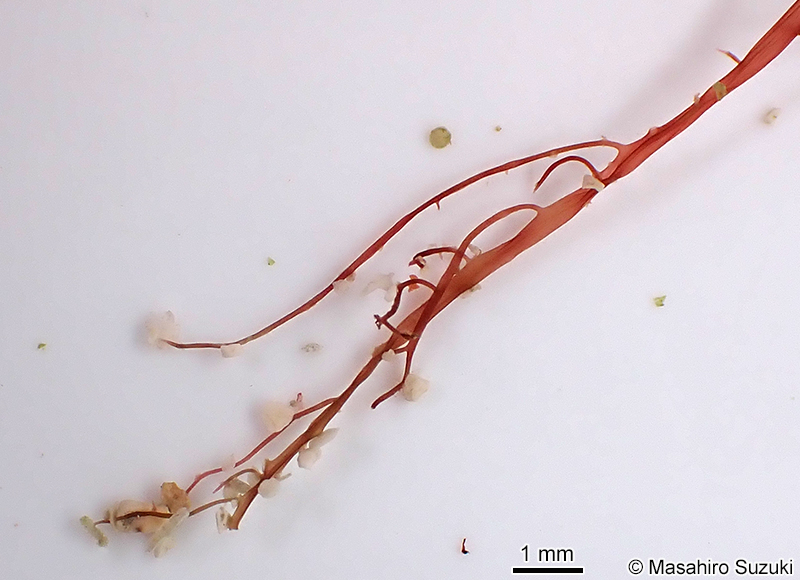 ベニホソバミリン Solieria yoshidae