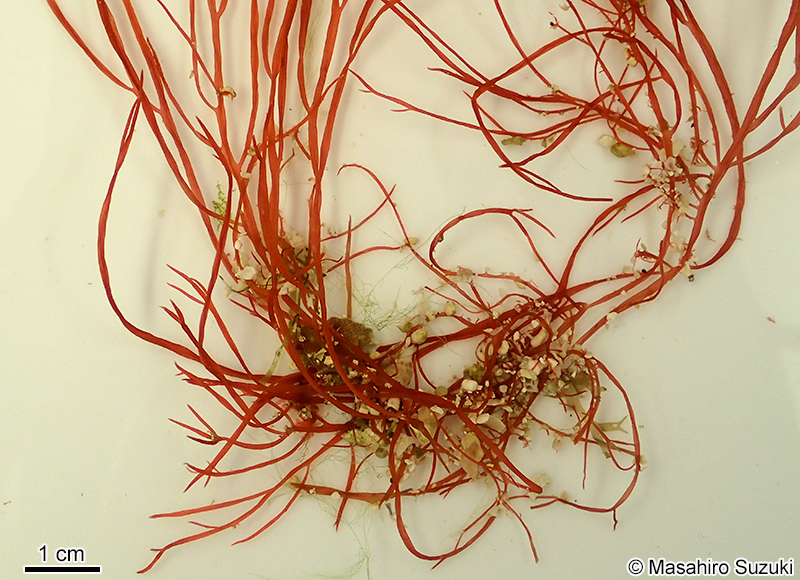 ベニホソバミリン Solieria yoshidae