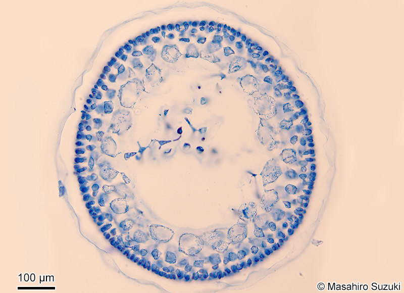 ベニホソバミリン Solieria yoshidae