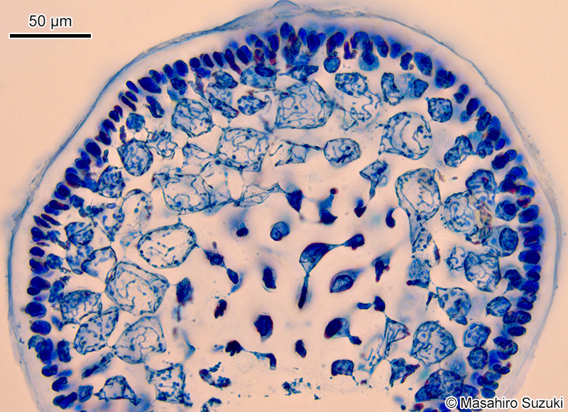 ベニホソバミリン Solieria yoshidae